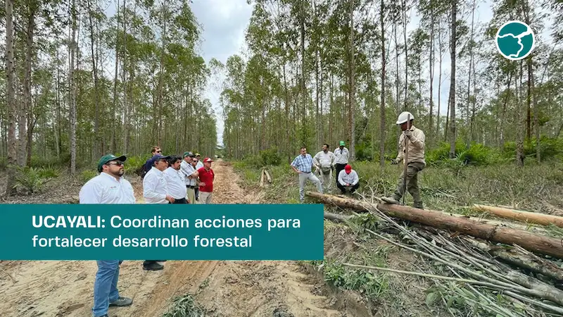 Ucayali: Coordinan acciones para desarrollo forestal