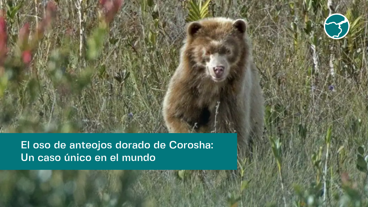 Oso de anteojos dorado: caso único en el mundo | Inforegión