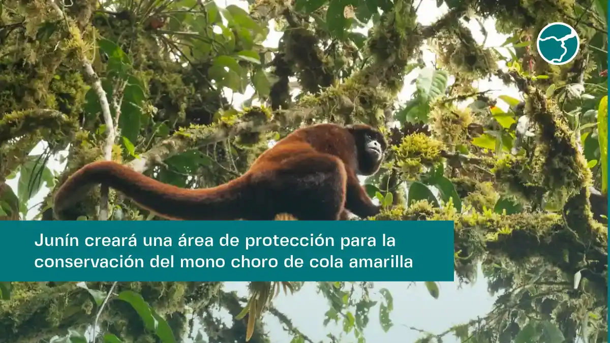 Mono choro cola amarilla: Área para conservación| Inforegión