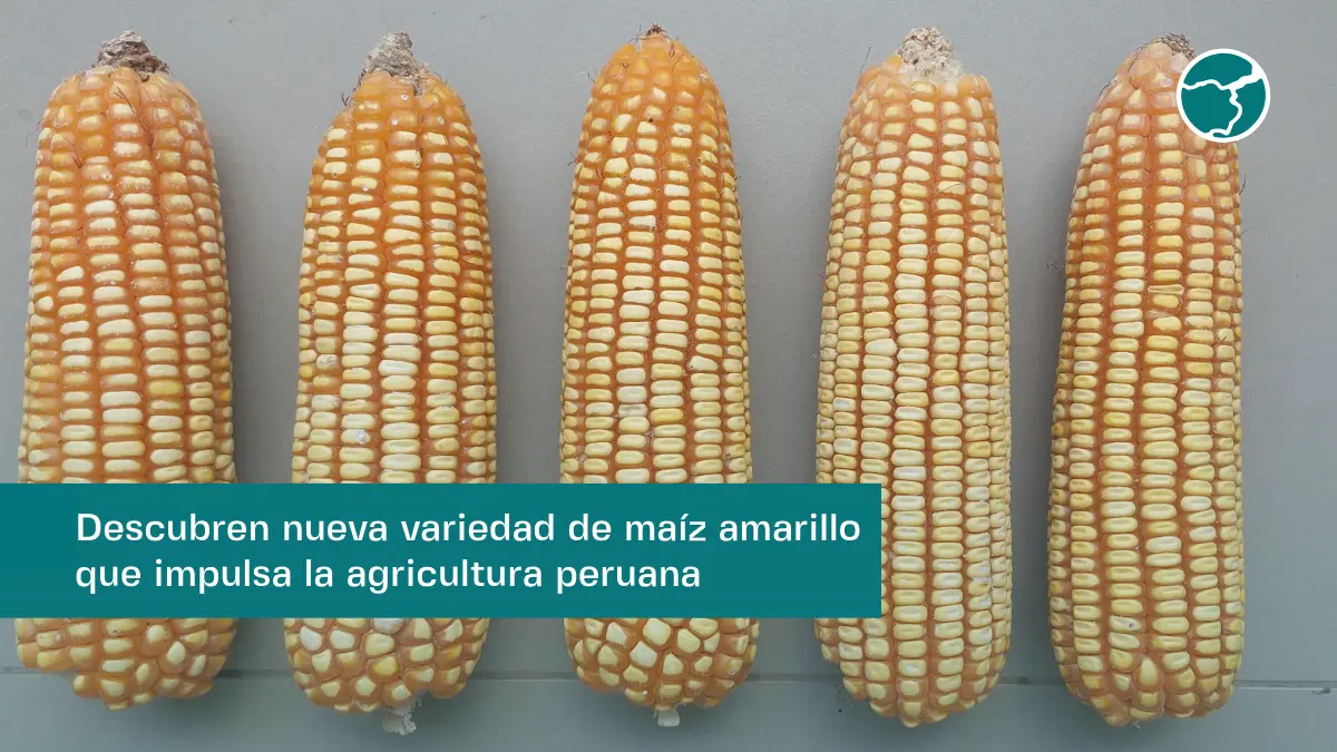 Descubren nueva variedad de maíz amarillo | Inforegión