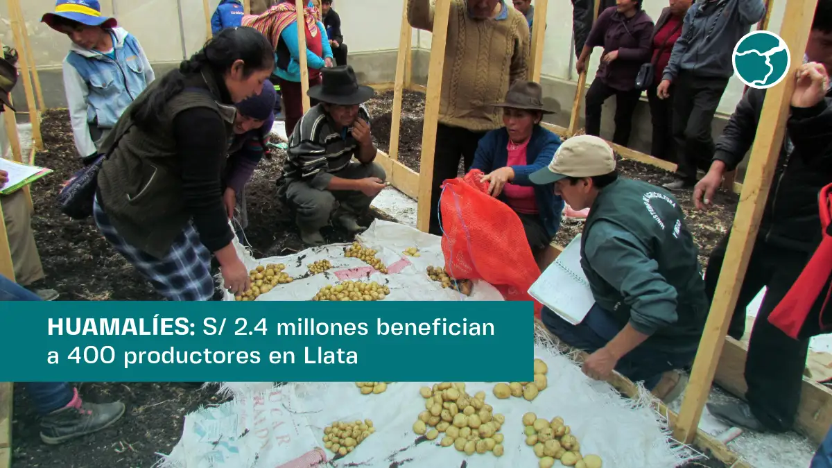 Llata: S/ 2.4 millones benefician a 400 productores