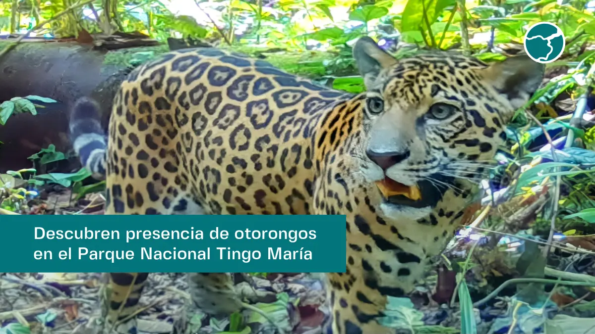 Descubren otorongos en Parque Nacional Tingo María