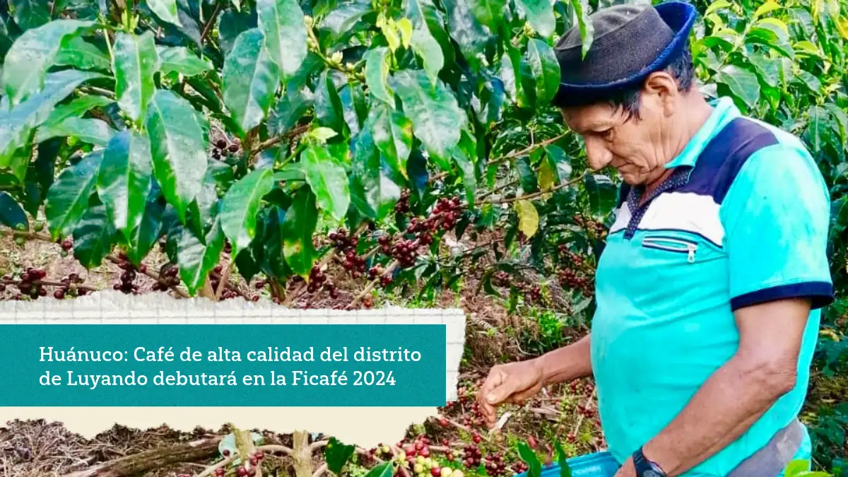 Huánuco: Cafetaleros de Luyando debutarán en la Ficafé
