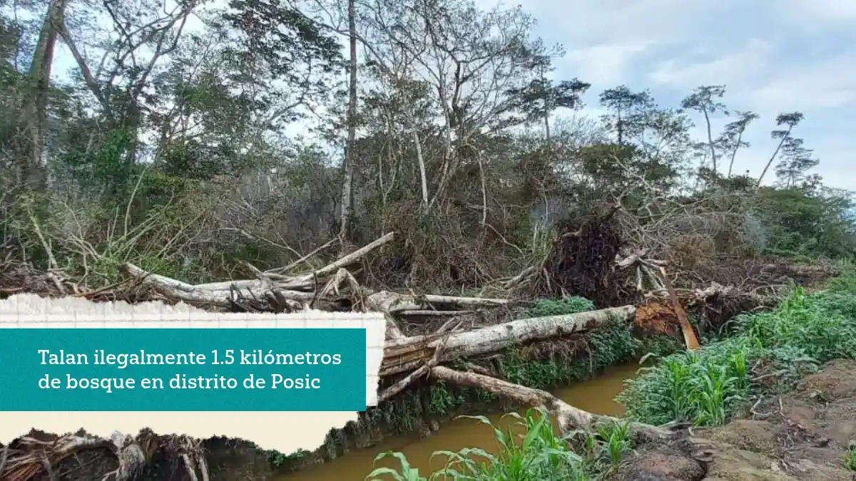 San Martín: Talan ilegalmente 1.5 kilómetros de bosque